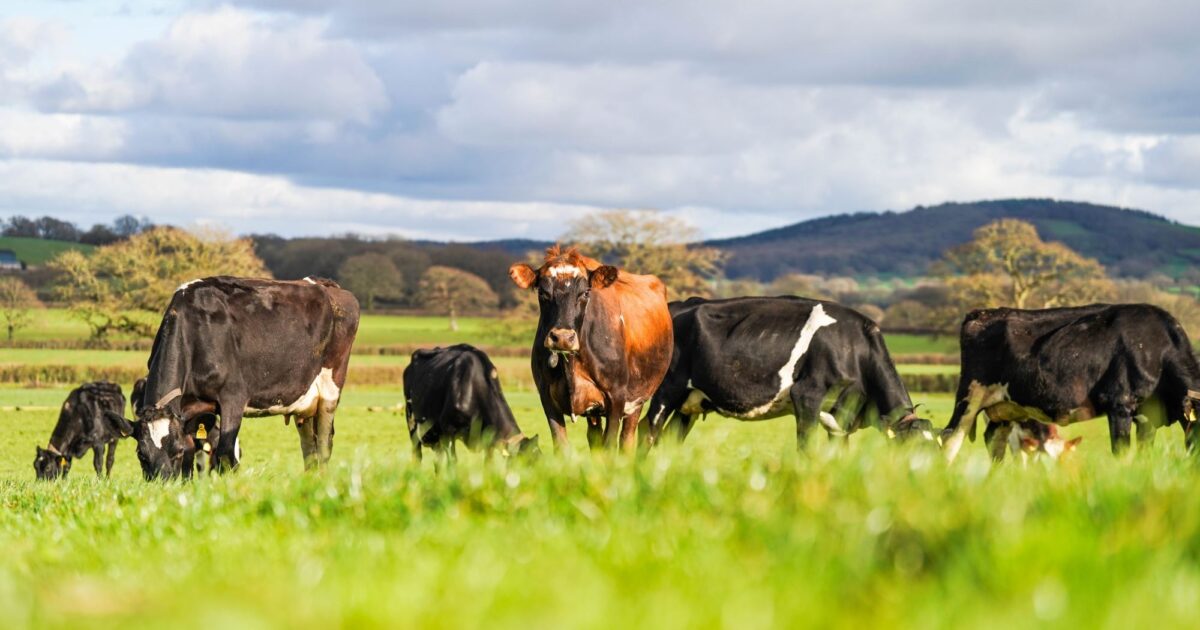 ForFarmers UK - Top quality forage and grazing is a major priority