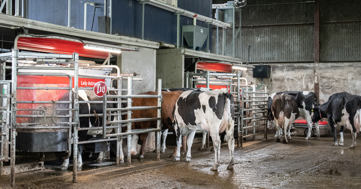 ForFarmers UK - Planning a robotic milking system