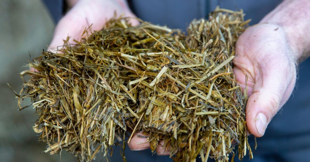 ForFarmers UK - Analyse silage to optimise ration formulation