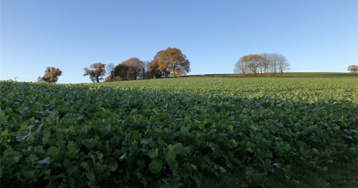 ForFarmers UK - Plan alternative crops now