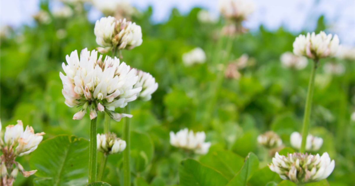 ForFarmers UK - Heightening homegrown forage quality with clover