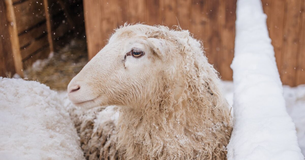 ForFarmers UK - How to keep livestock healthy this winter
