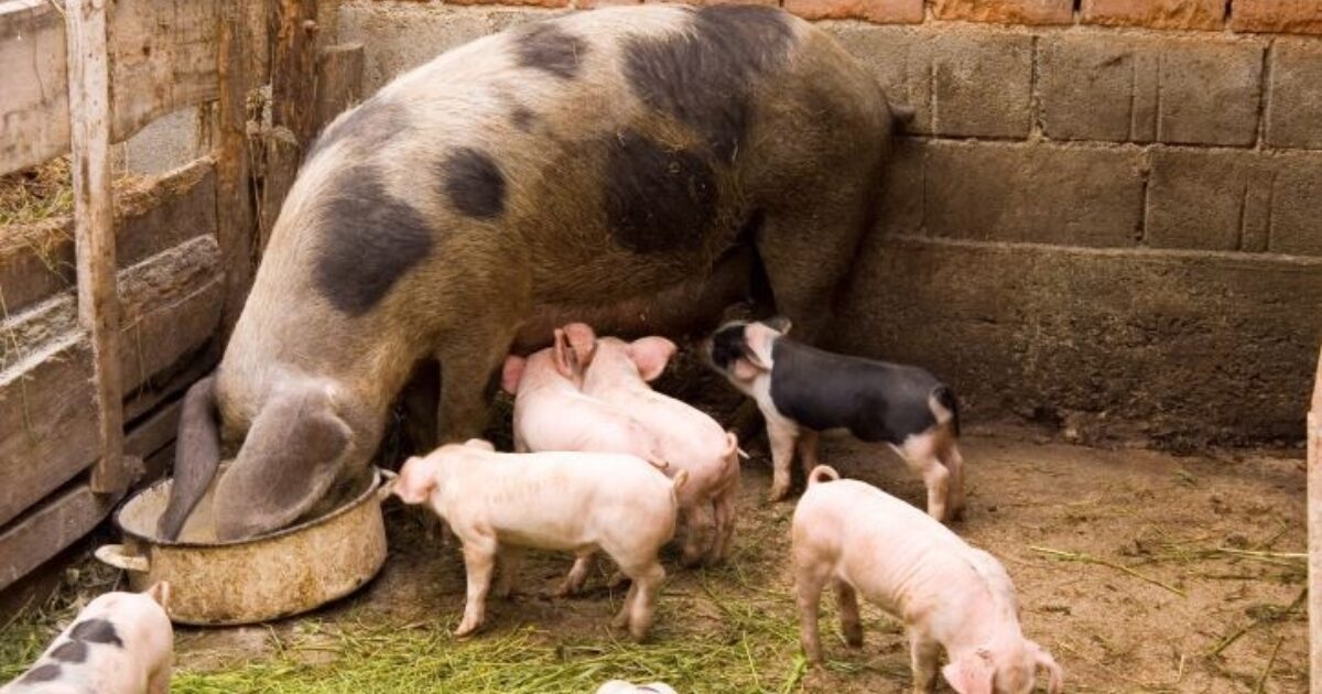 ForFarmers UK - The importance of Omega 3 for the best start in life