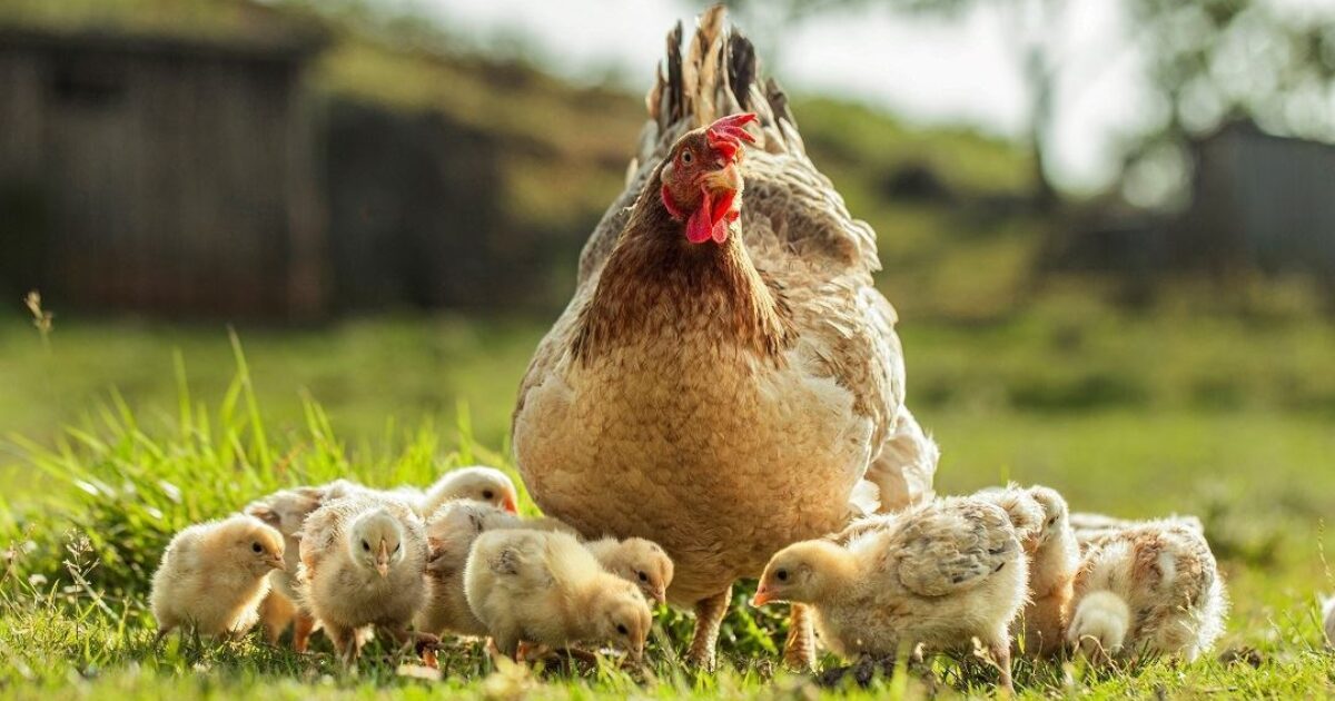 ForFarmers UK - Give your chicks the best foundations for a healthy…