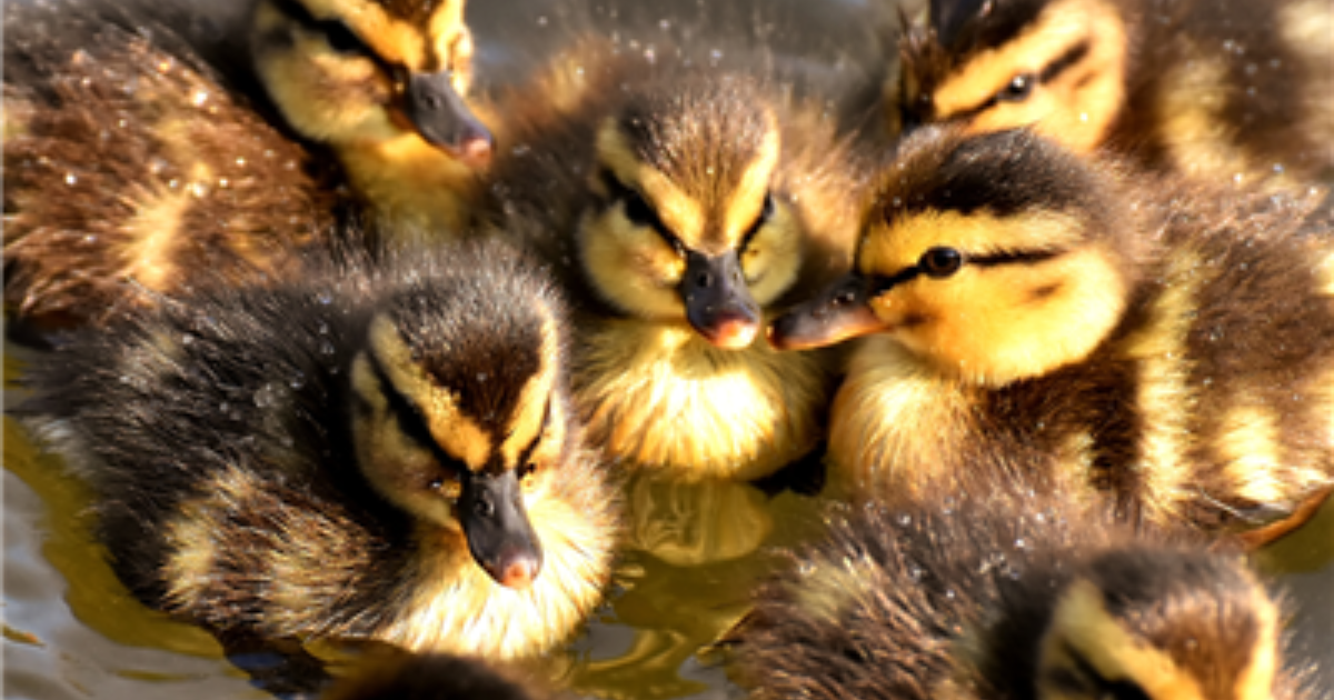 ForFarmers UK - Fat ducks, and how to avoid them
