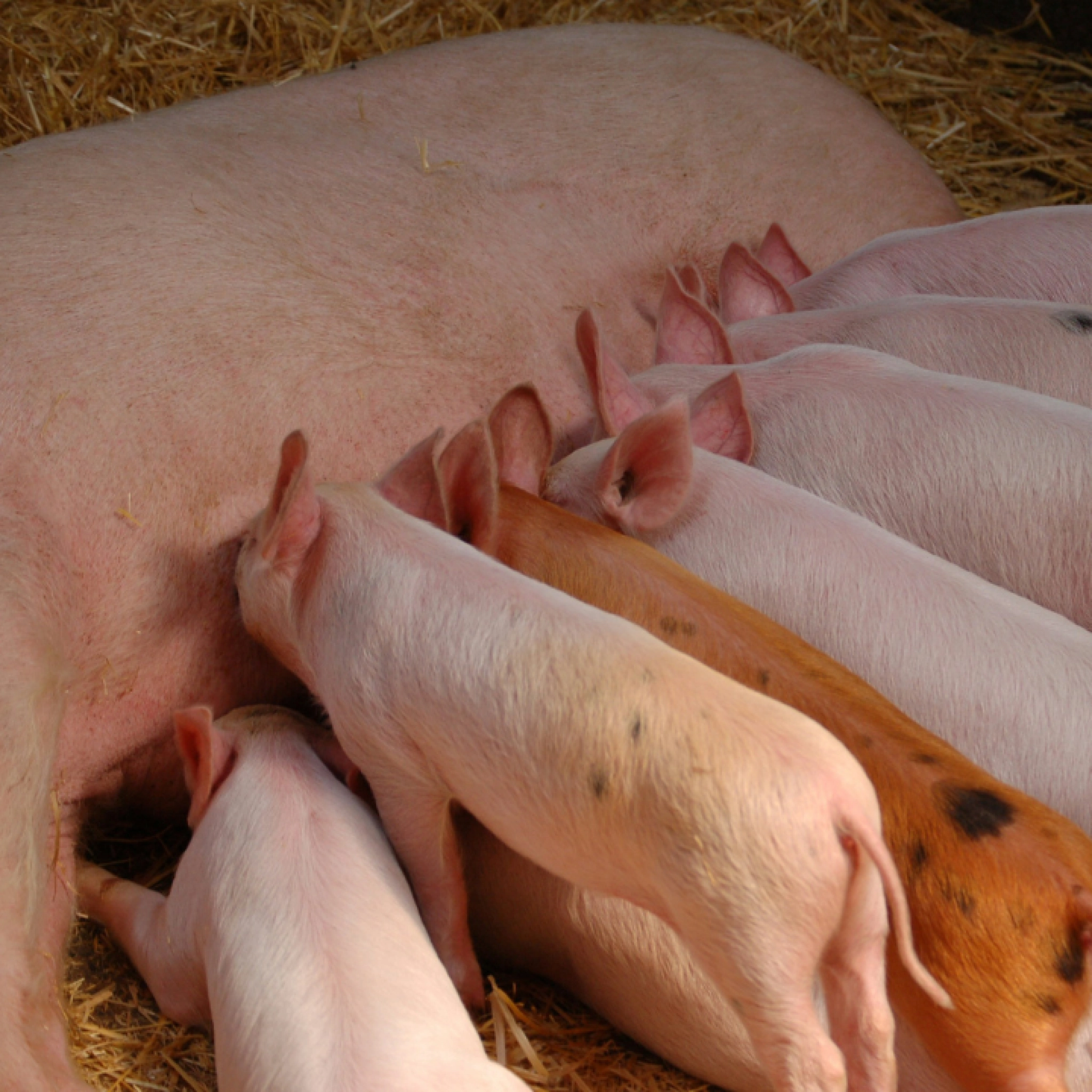 ForFarmers UK - Feeding Sows and Weaners: What to look for in a feed