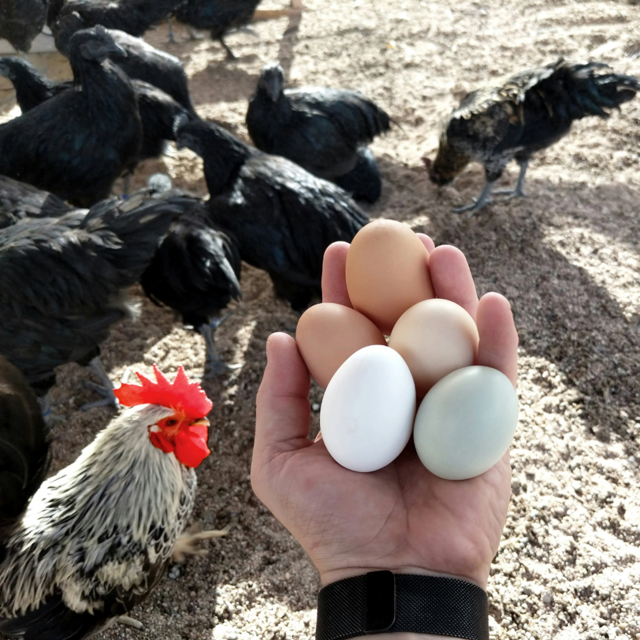 ForFarmers UK - What to look for in a layer feed