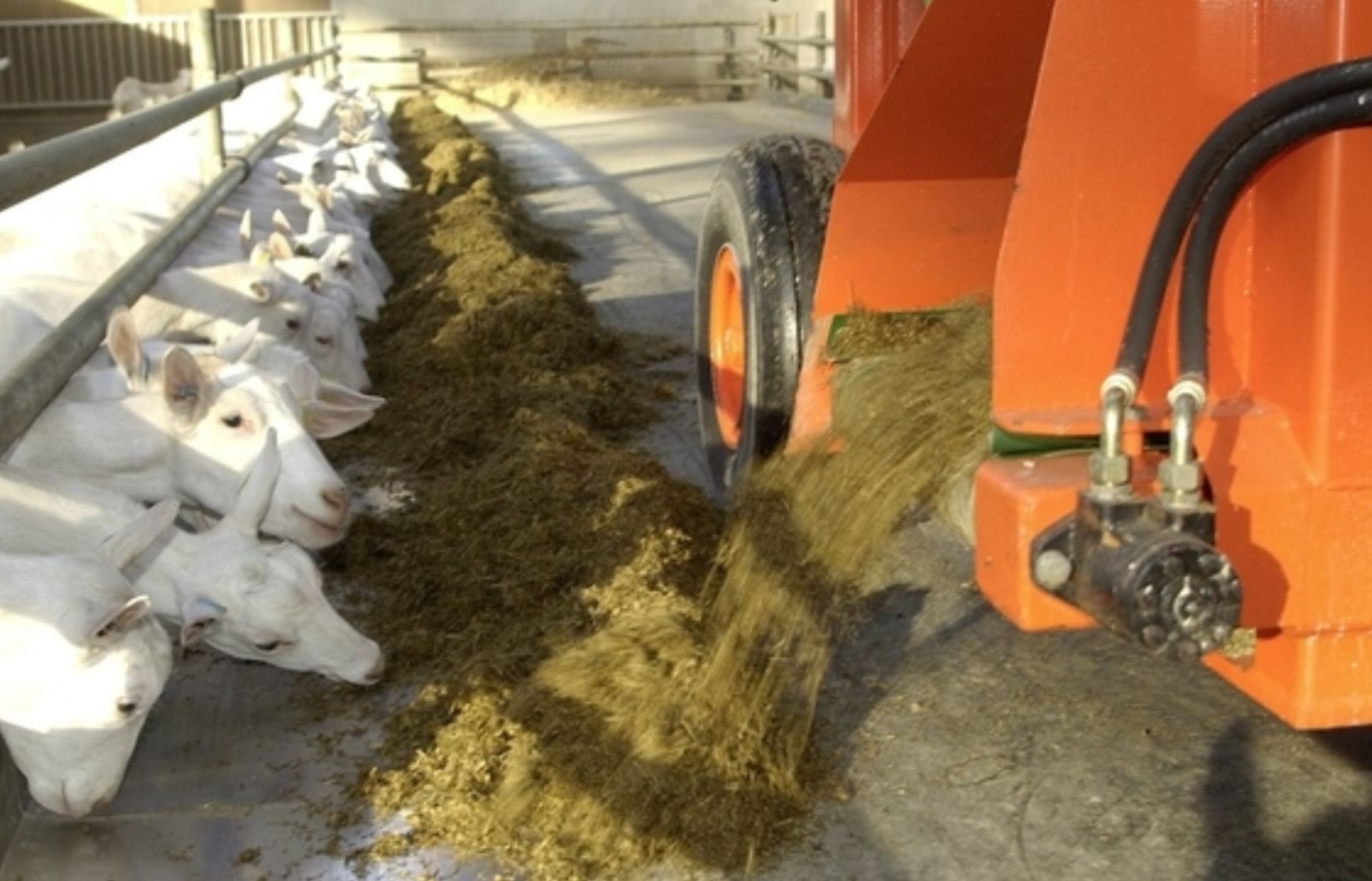 Feeding your goats this winter - ForFarmers UK