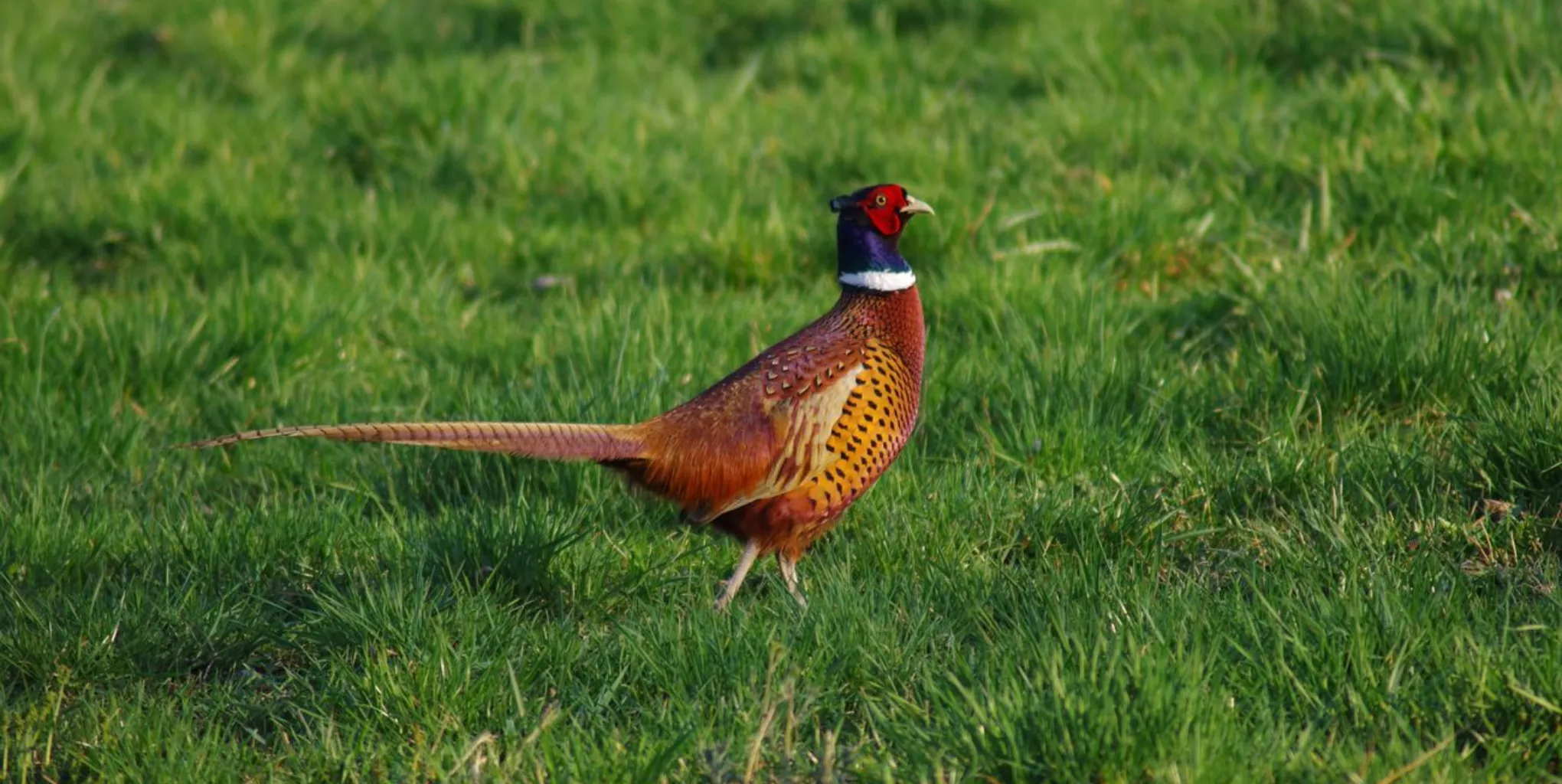 ForFarmers UK - Nutrition key to successful game birds