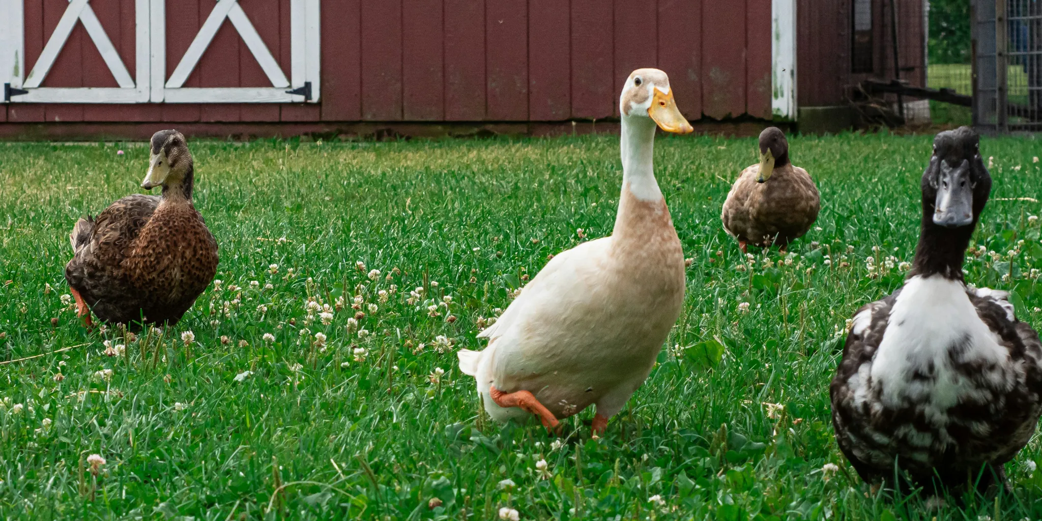 ForFarmers UK - Five reasons to keep ducks