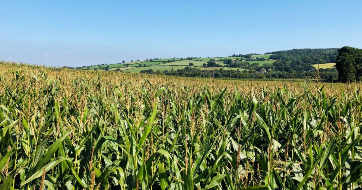ForFarmers UK - Maize selection pointers