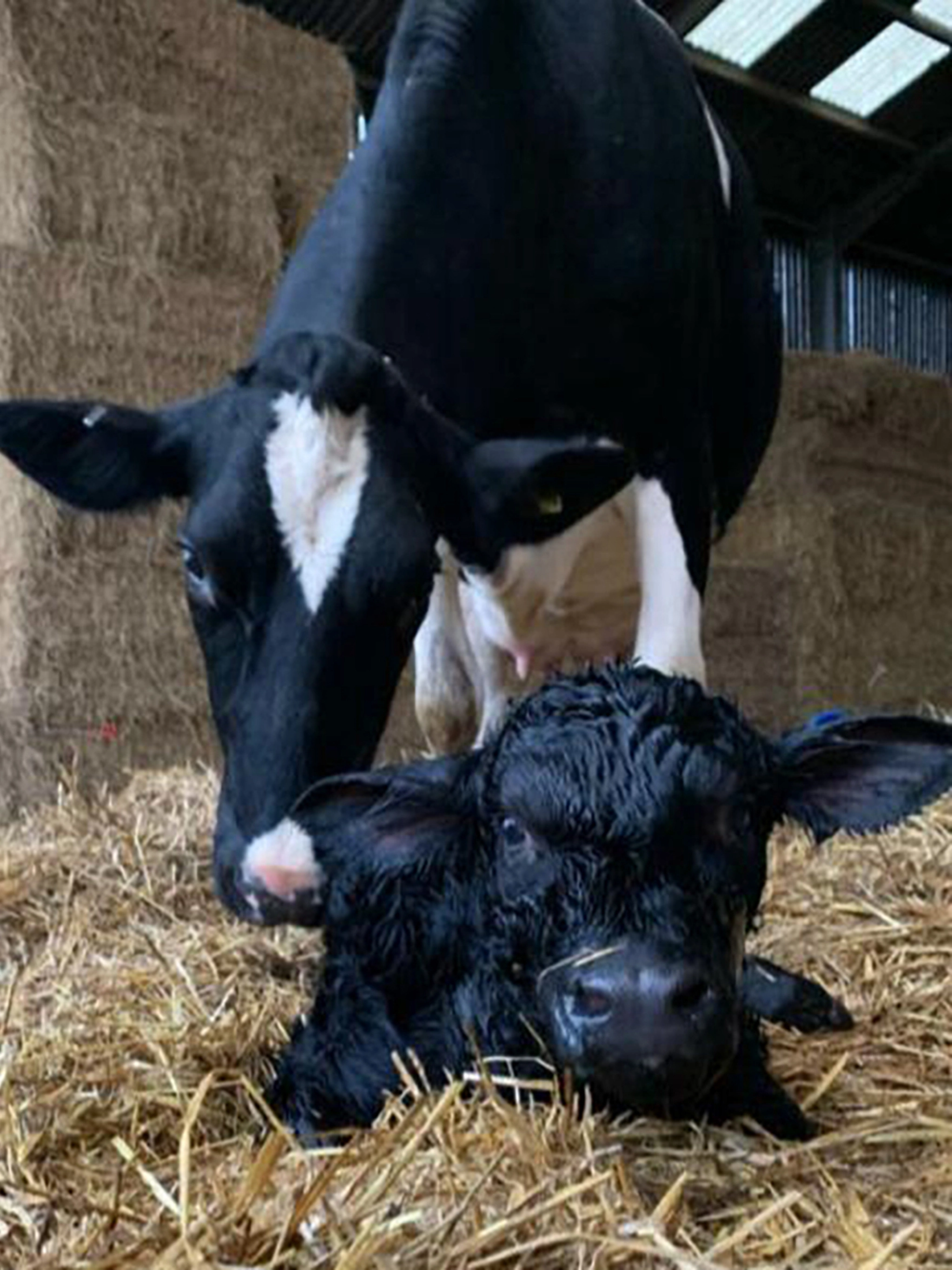 Slurry Inoculants - ForFarmers UK