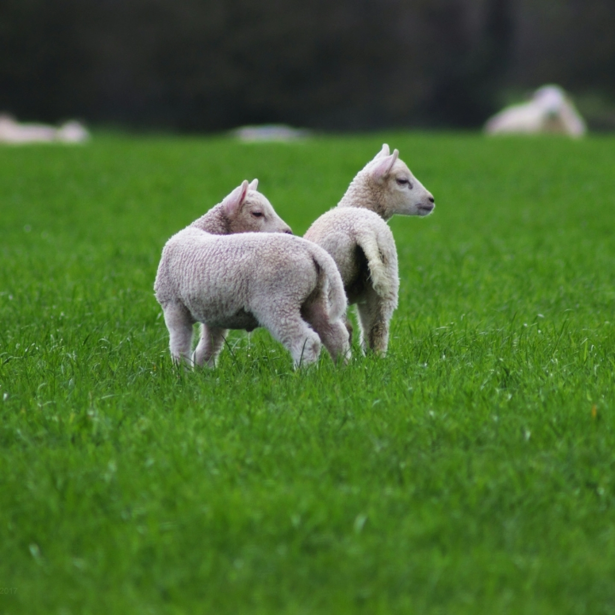 ForFarmers UK - Lambing nutrition essentials for smallholders