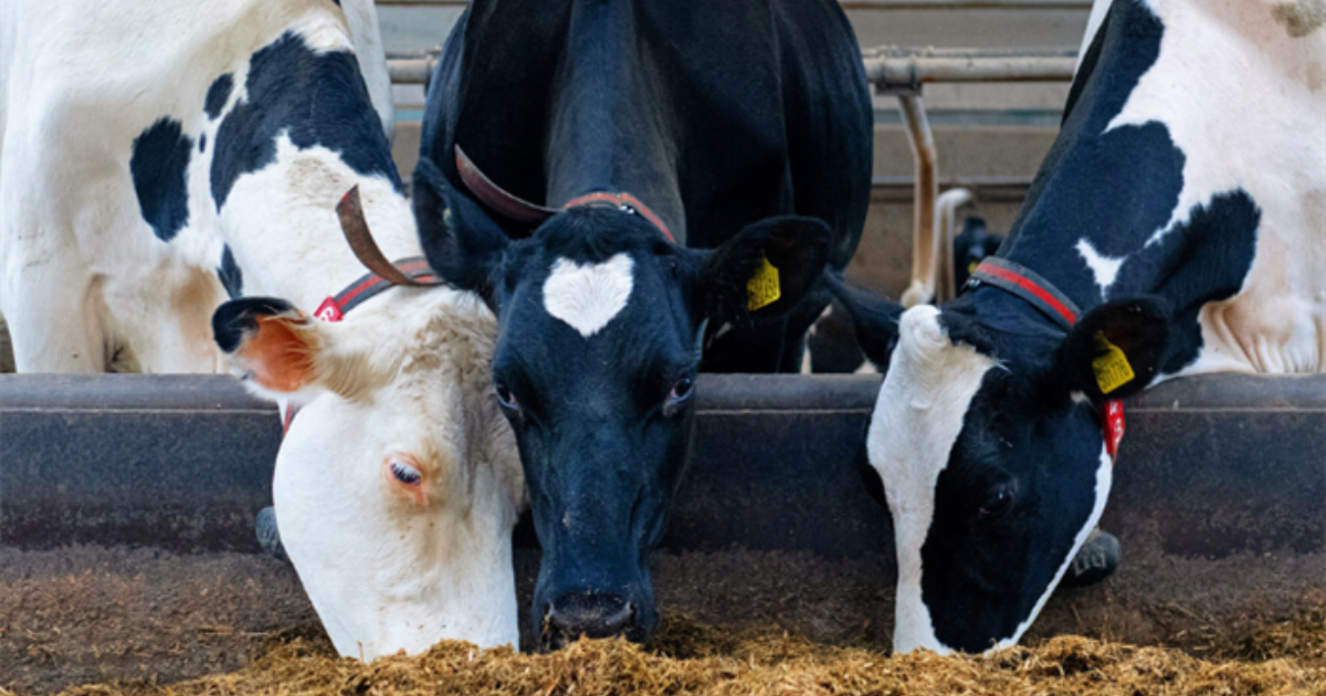 ForFarmers UK - Feed2Milk: The best way to feed your cows