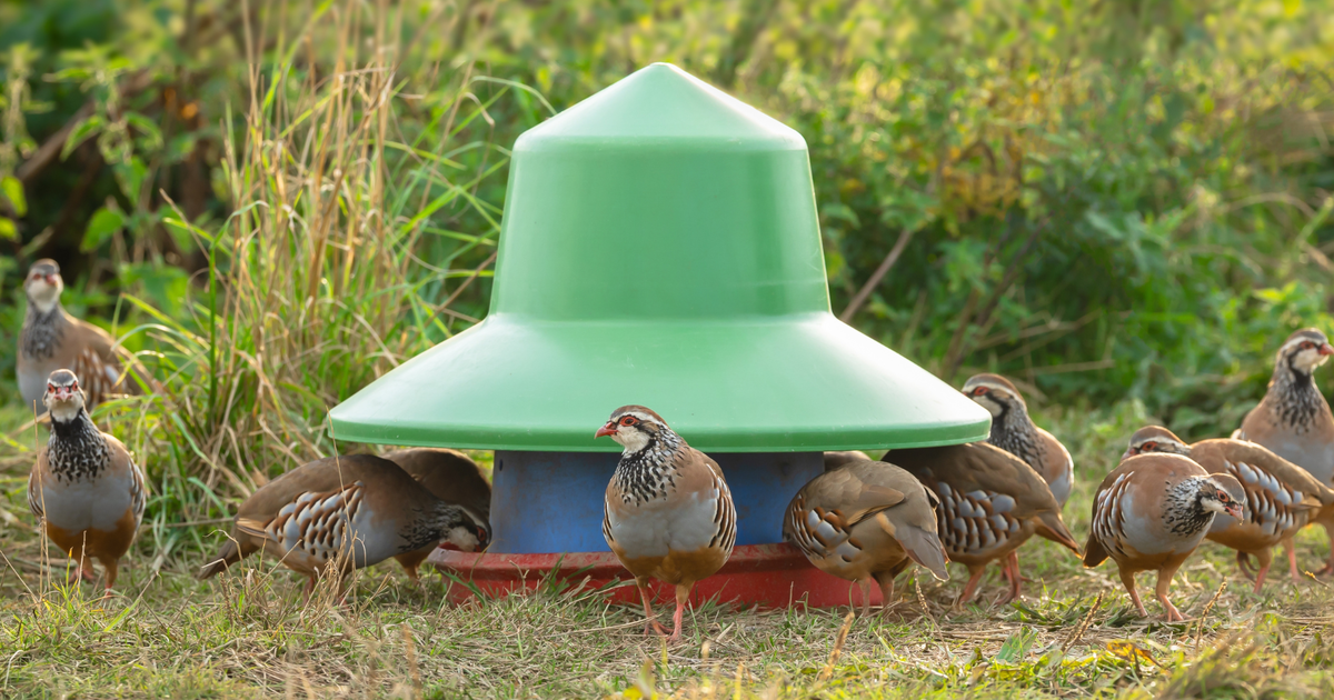 ForFarmers UK - Nutrition key to successful partridge release