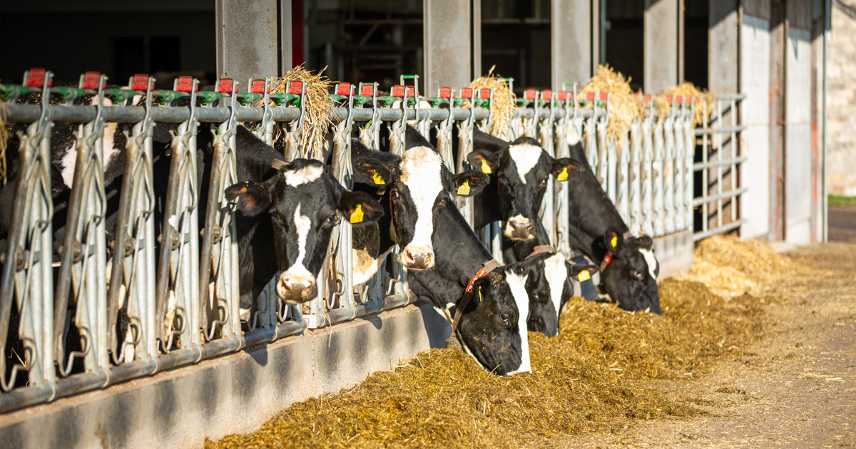 ForFarmers UK - Lintec: Enhancing cow health, fertility, and…