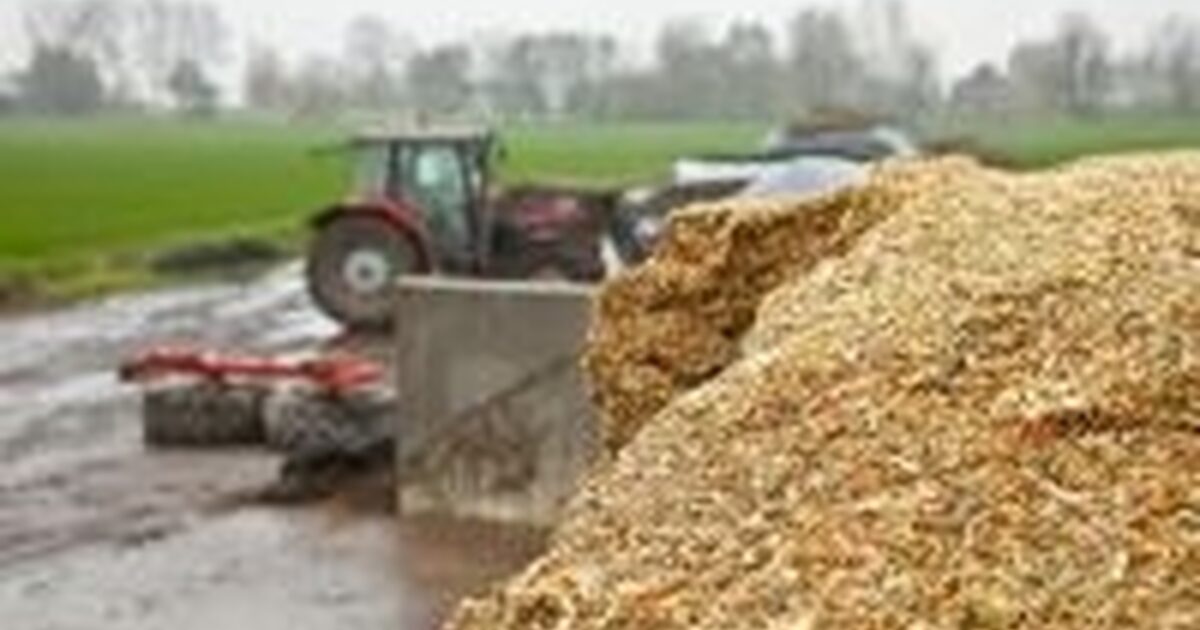 Tips om broei in de maiskuil te voorkomen - ForFarmers Nederland