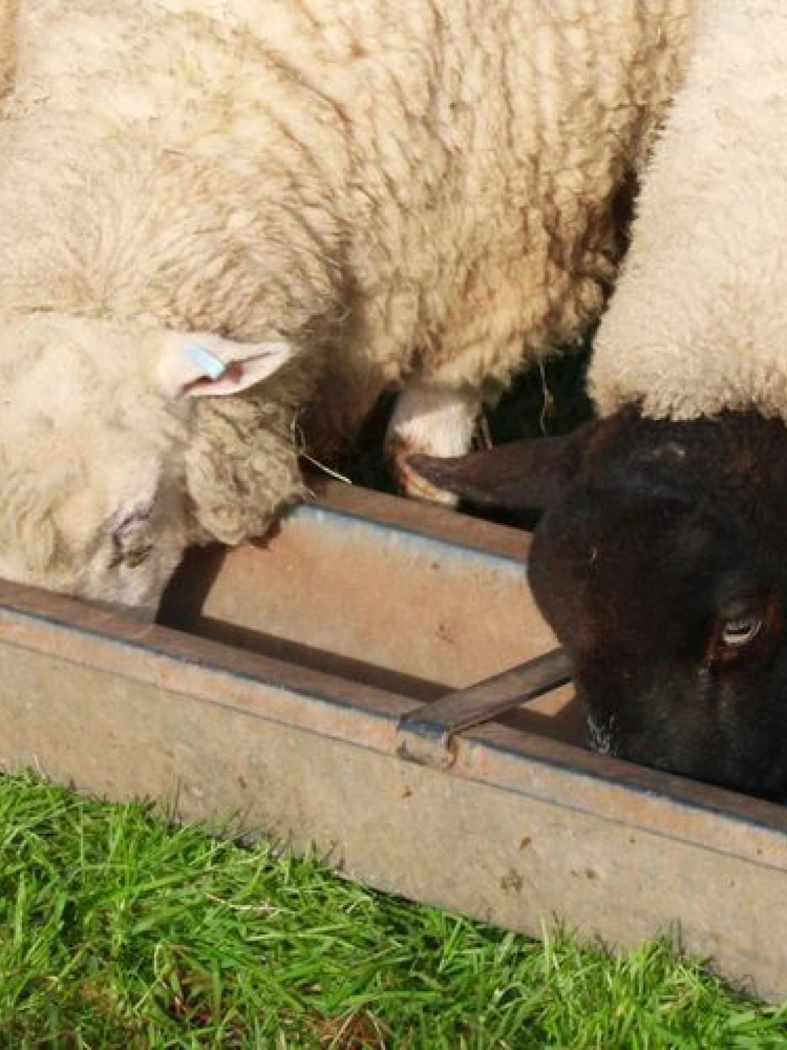 ForFarmers UK - Steps required to balance silages this winter