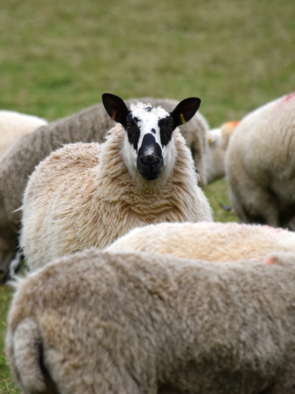 ForFarmers UK - Getting on top of lambing time infections