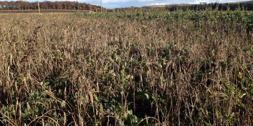 ForFarmers UK - Getting game cover crops right for the season ahead