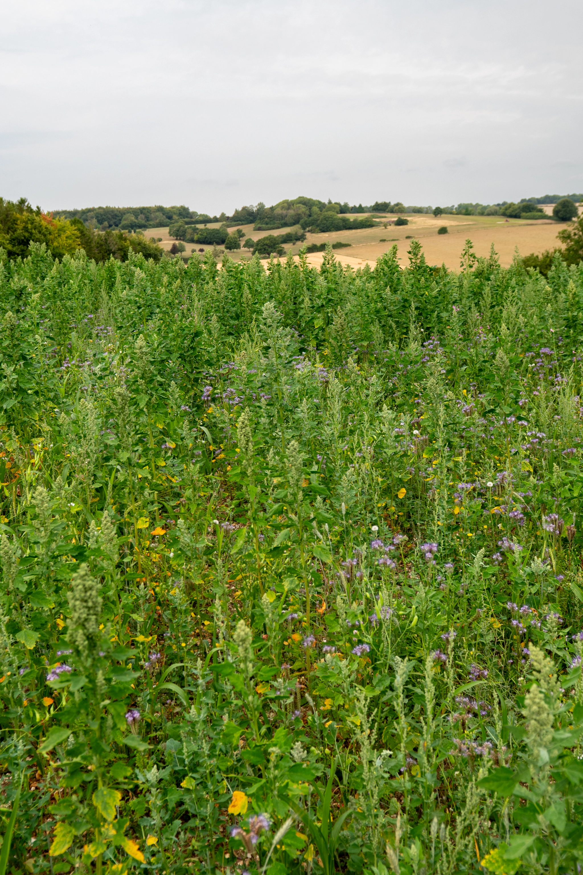 ForFarmers UK - Getting game cover crops right for the season ahead